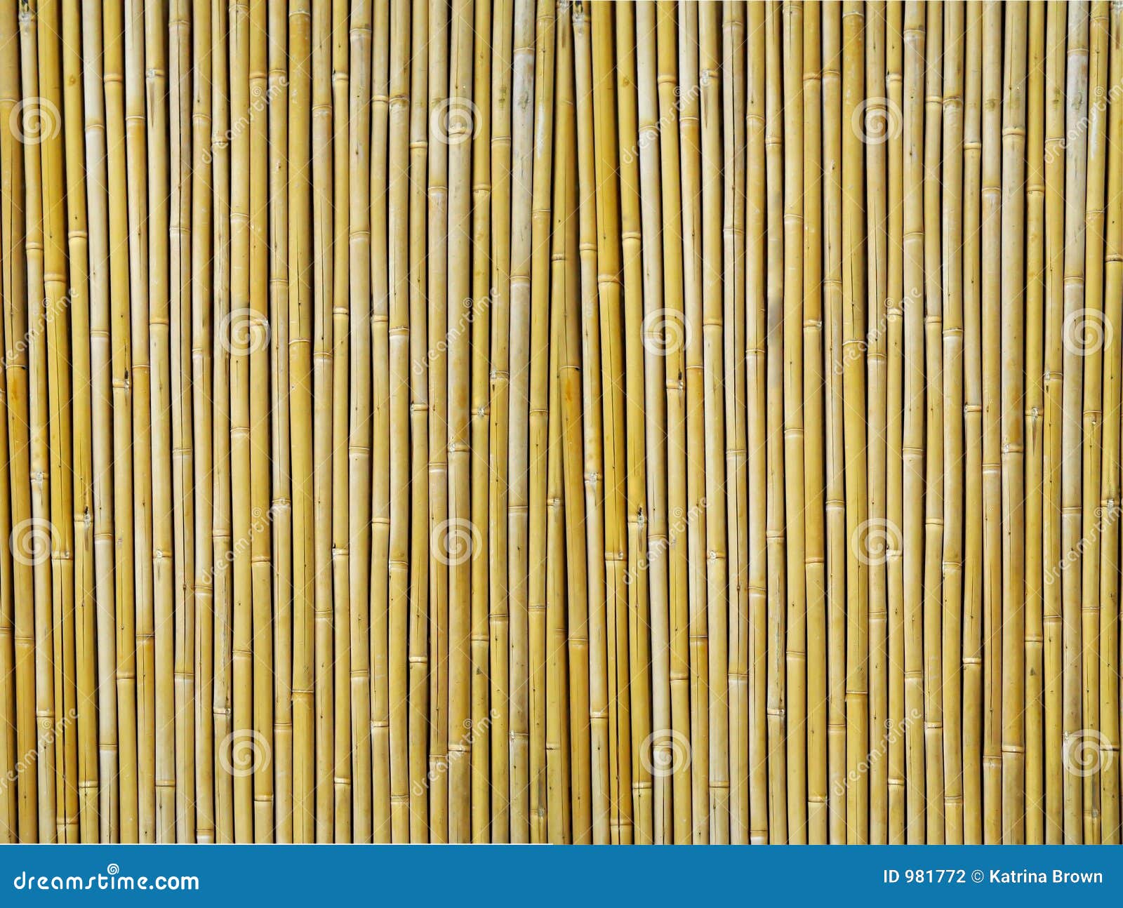 Bamboo Textured Background stock photo. Image of chinese - 981772