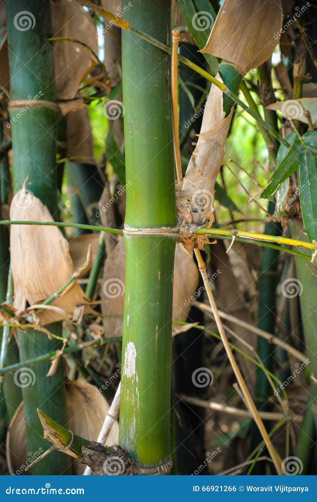 Bamboo Thailand stock photo. Image of grove, jungle, decoration - 66921266