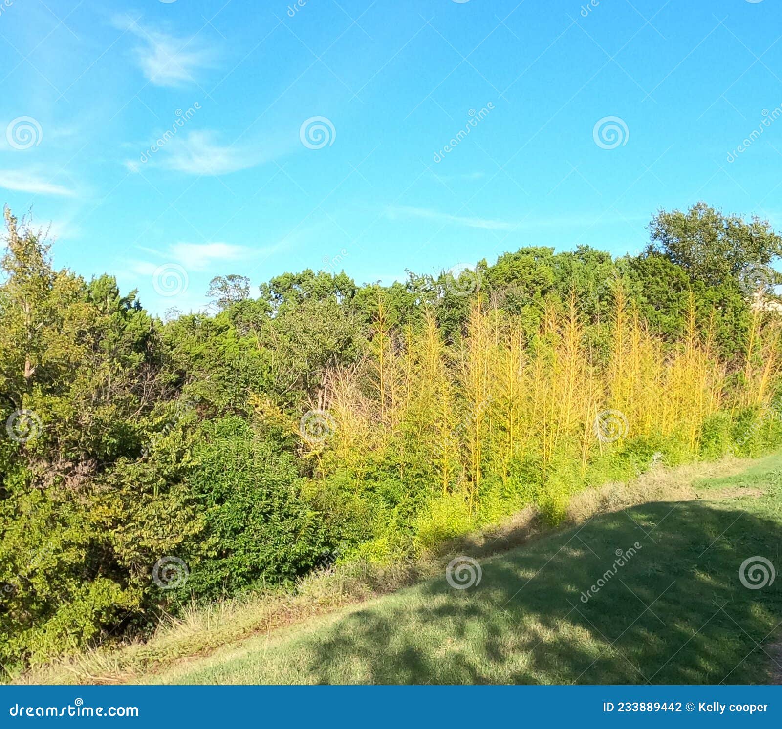 Bamboo Thrives among the Fall Colors Stock Photo - Image of bamboo ...