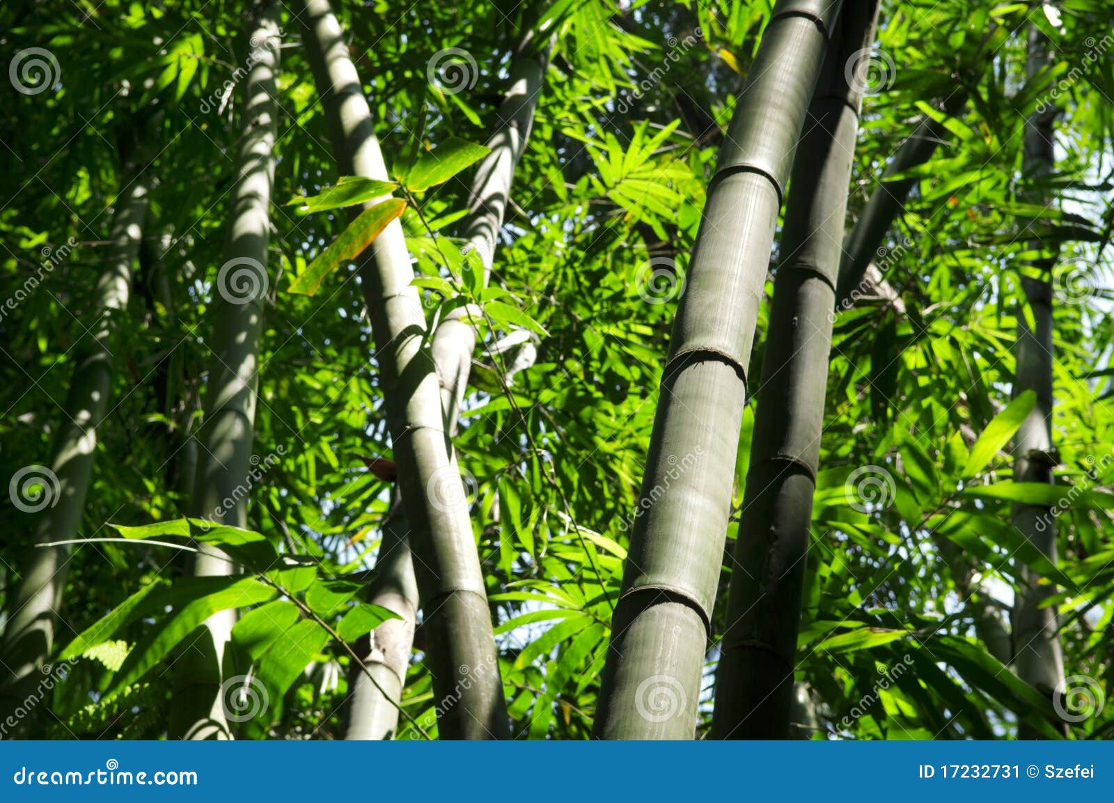 Bamboo tree stock image. Image of borneo, bright, flora - 17232731