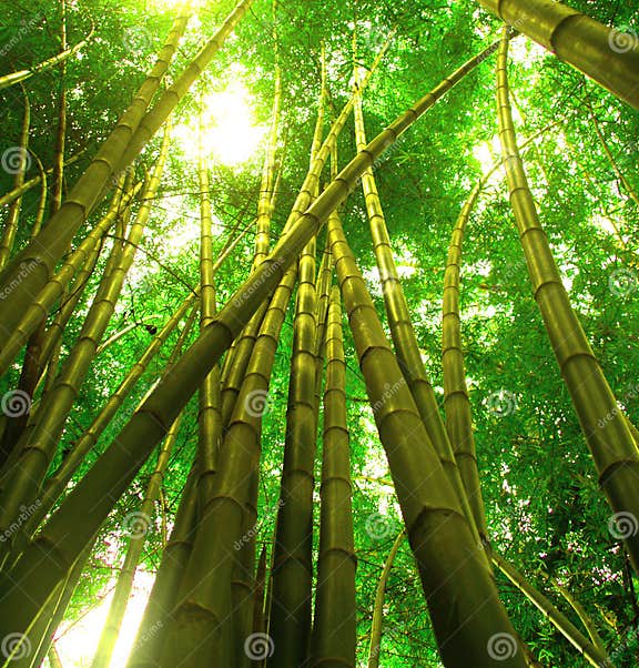Bamboo tree 3 stock photo. Image of kyoto, shadow, nature - 1083794