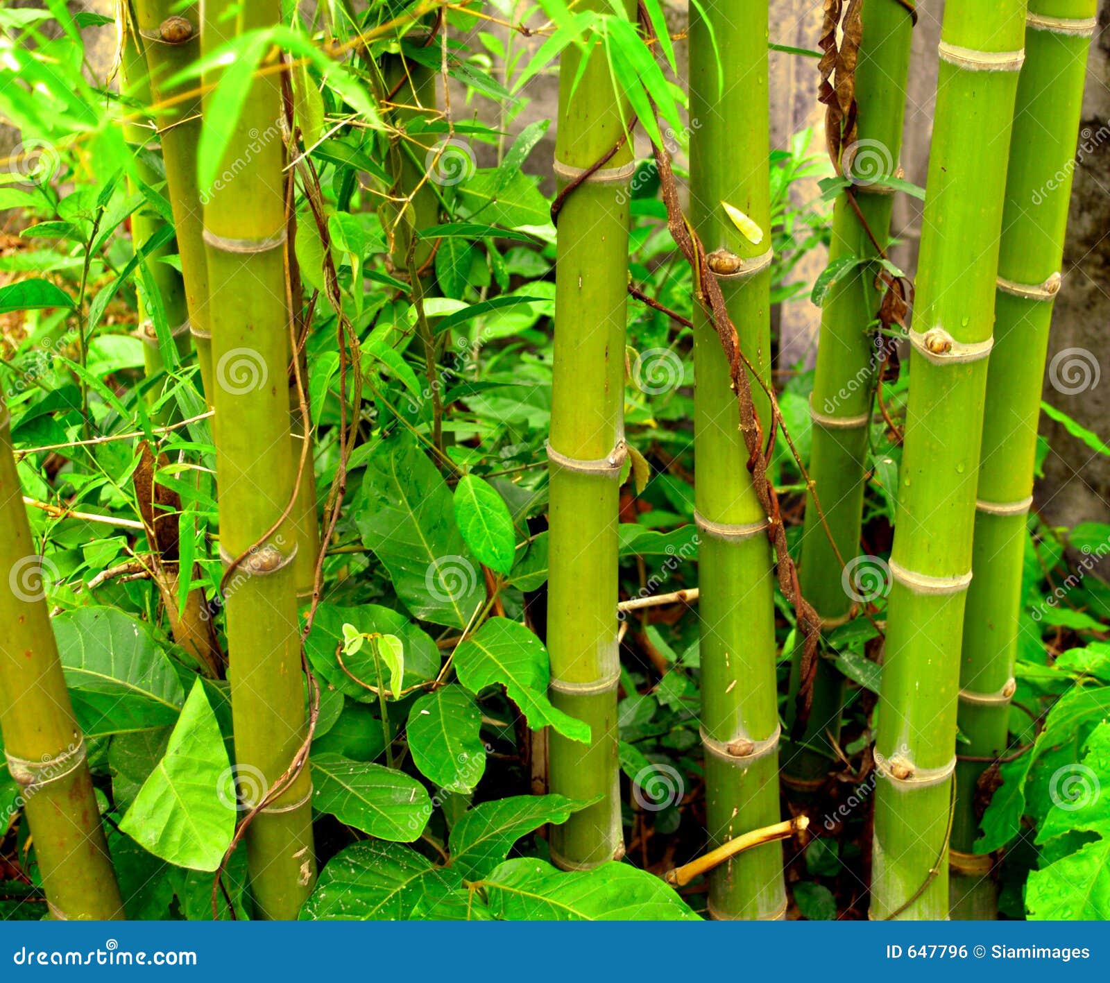 Bamboo Tree stock photo. Image of nature, leaf, forest - 647796