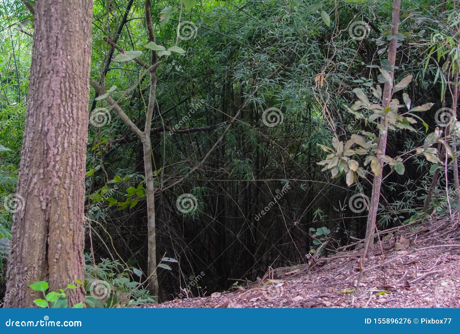 Bamboo tree at the abyss stock photo. Image of field - 155896276
