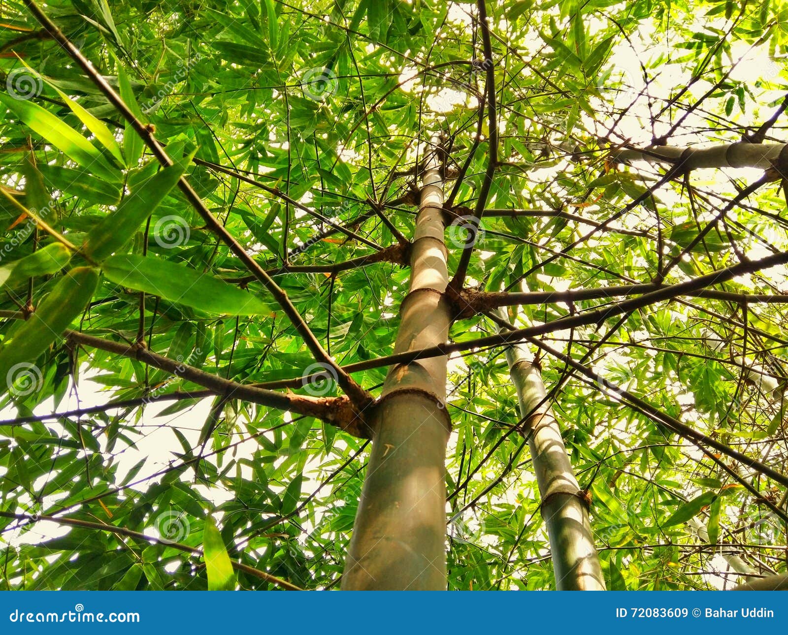 Bamboo tree stock image. Image of village, bomboos, bamboo - 72083609