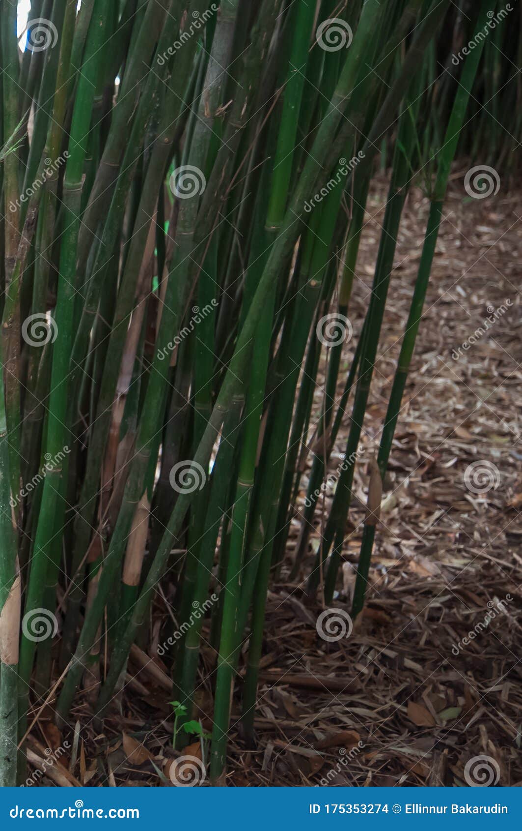 Bamboo Tree in Autumn Fall Season Stock Photo - Image of branch, garden ...