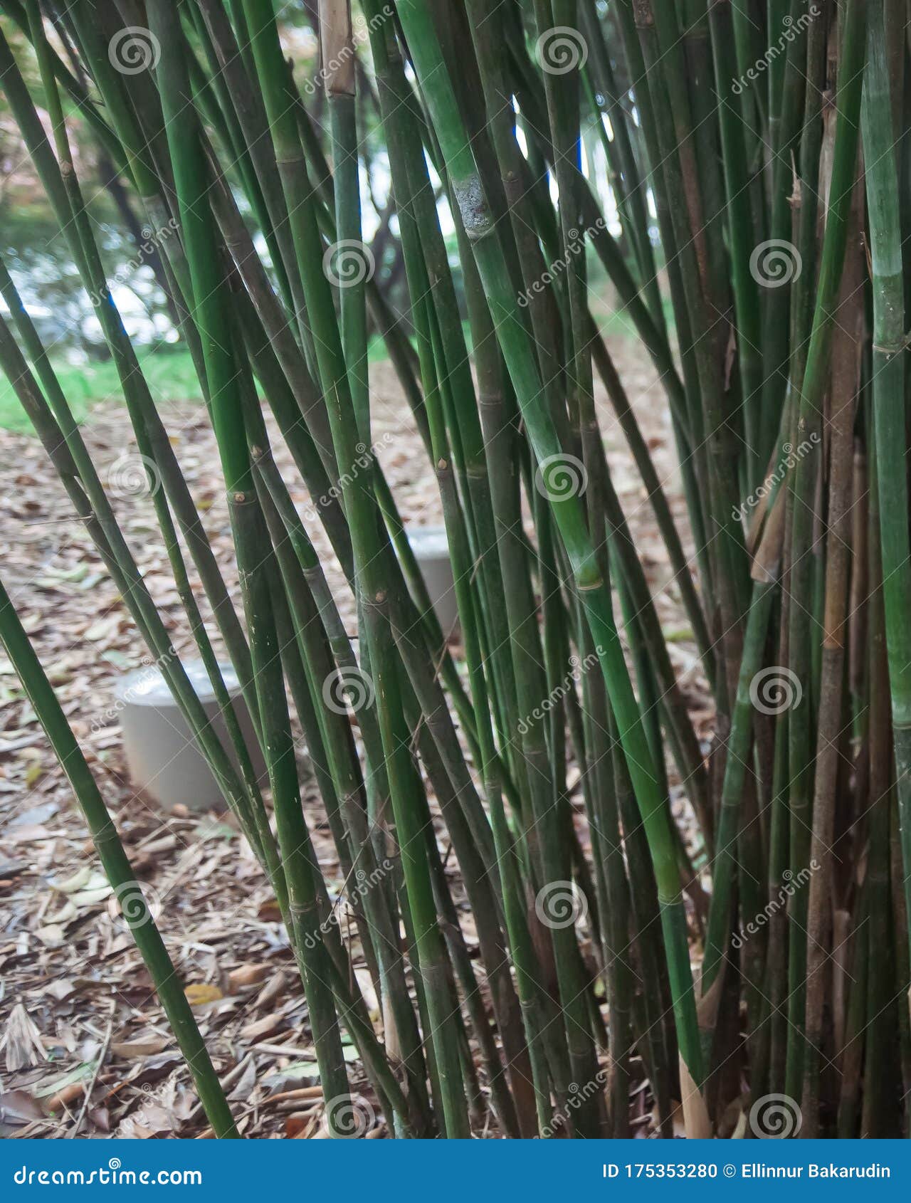 Bamboo Tree in Autumn Fall Season Stock Photo - Image of ecology ...