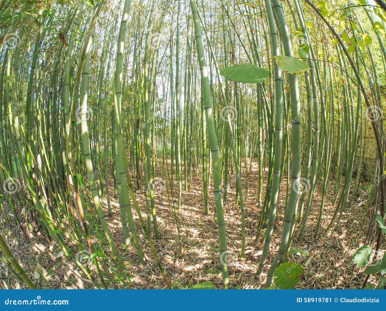 Bamboo tree stock image. Image of greenery, nature, bambuseae - 58919781