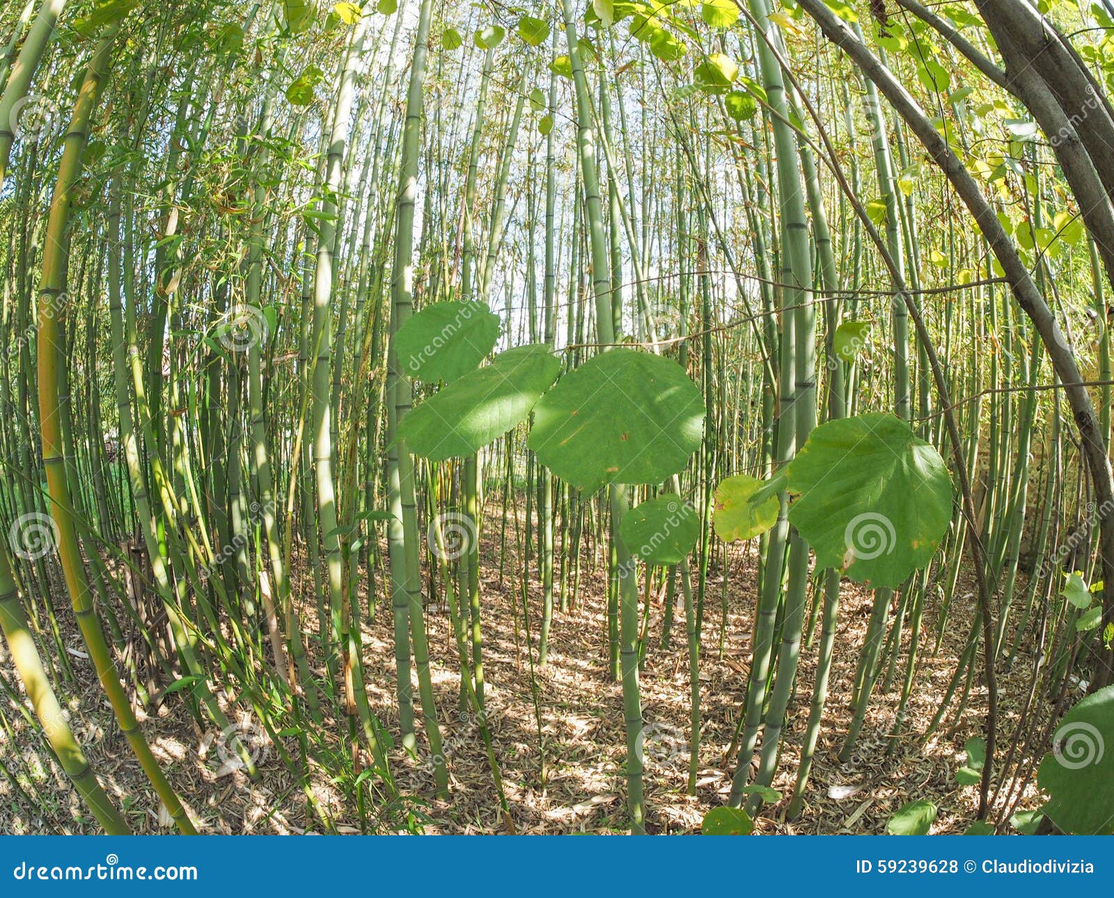 Bamboo tree stock photo. Image of lens, greenery, natural - 59239628