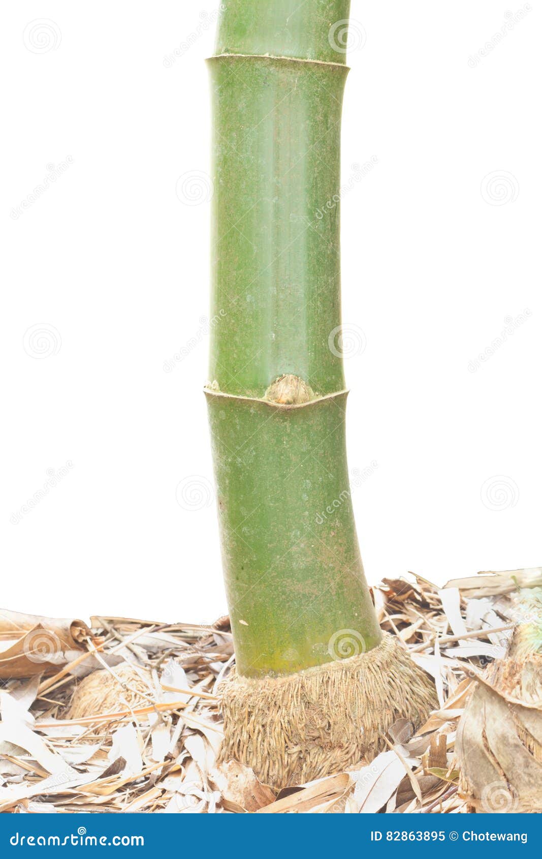 Bamboo tree base stock image. Image of culture, organic - 82863895
