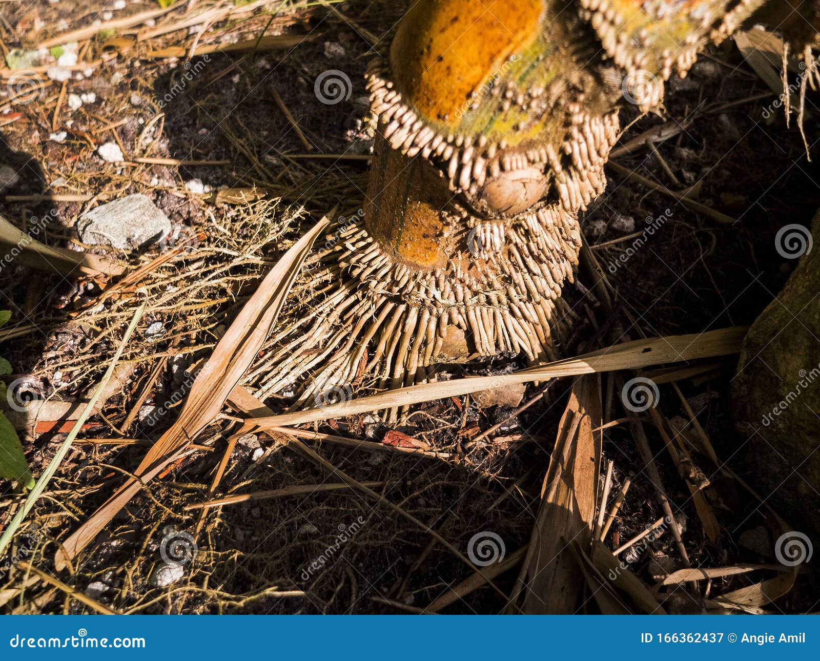 Bamboo Tree Base Trunk with Roots Coming Up from the Ground Stock Image ...