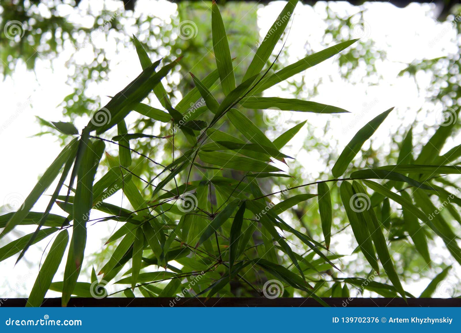 Bamboo Tree Branch in a Garden Stock Photo - Image of forest, fresh ...