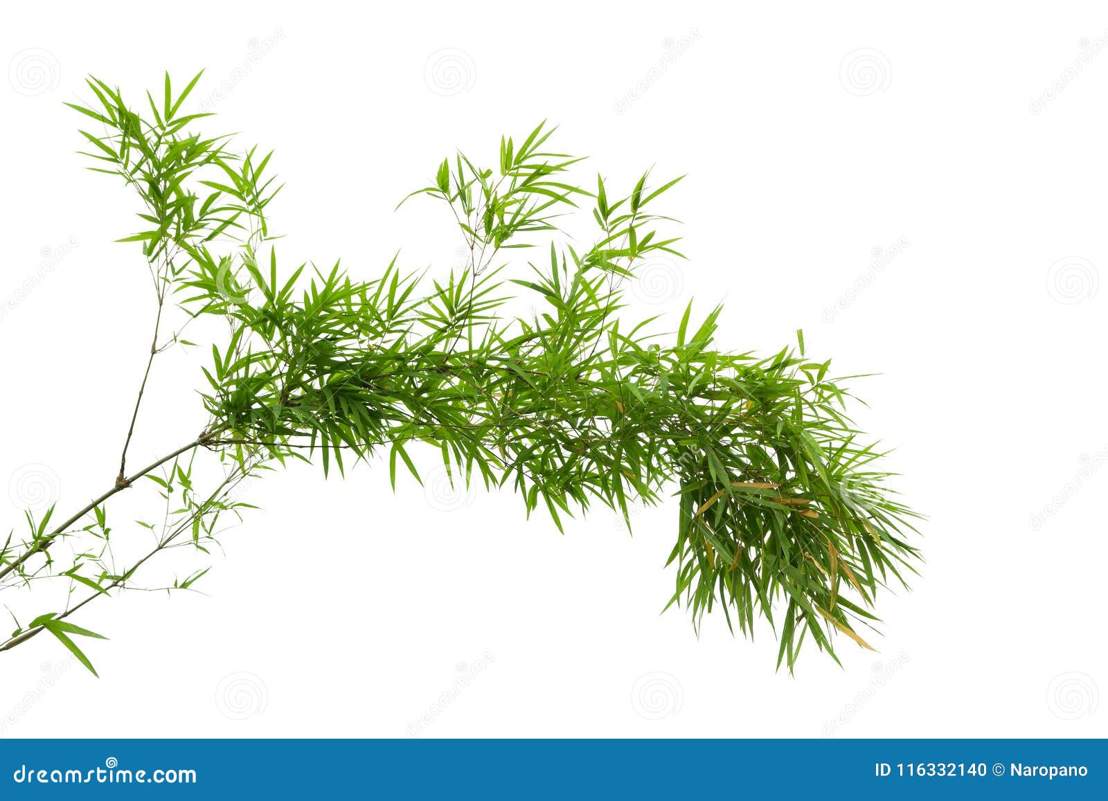 Bamboo Tree Branch Isolated on White Background Stock Photo - Image of ...