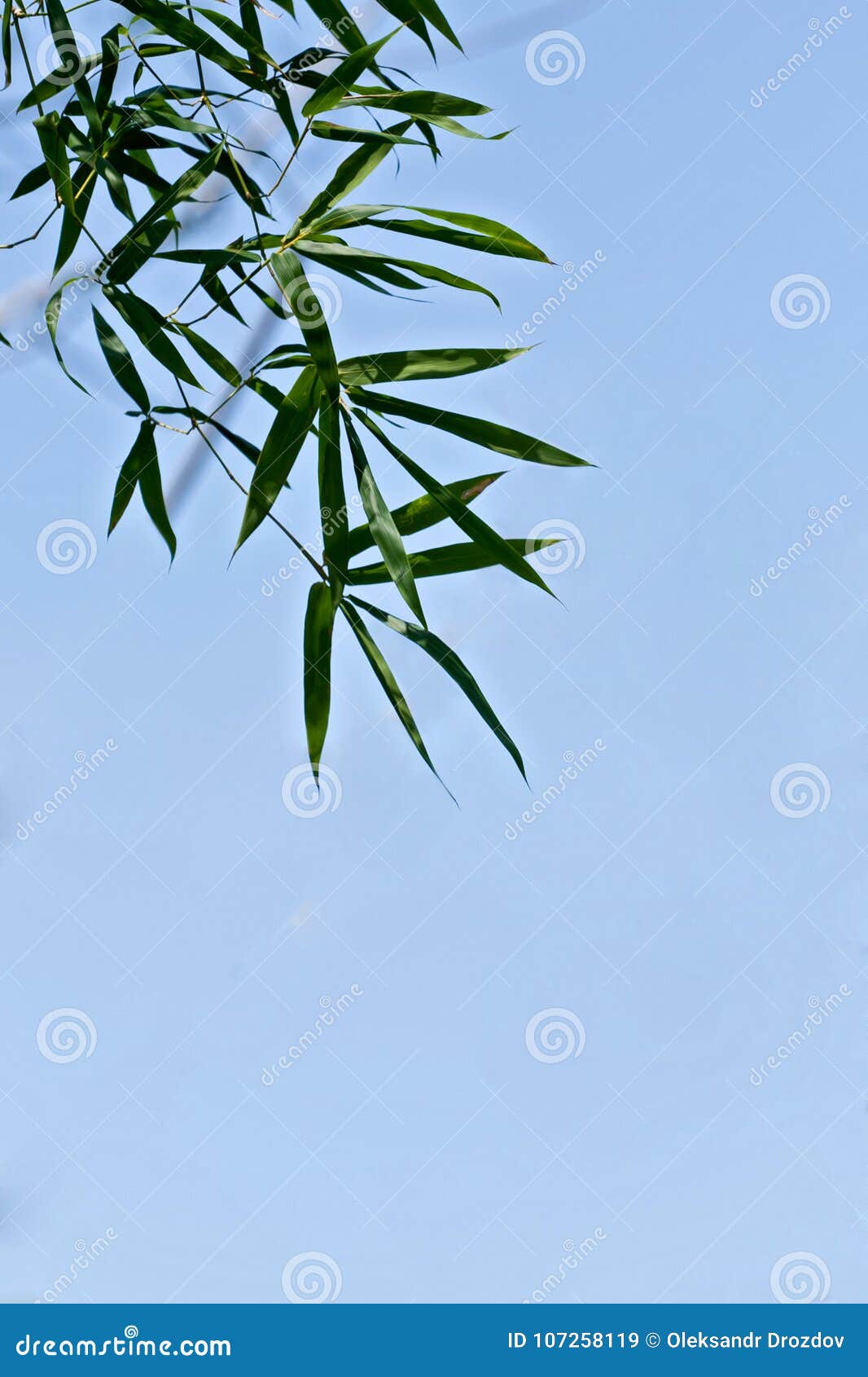 Bamboo tree branch stock image. Image of flora, beautiful - 107258119