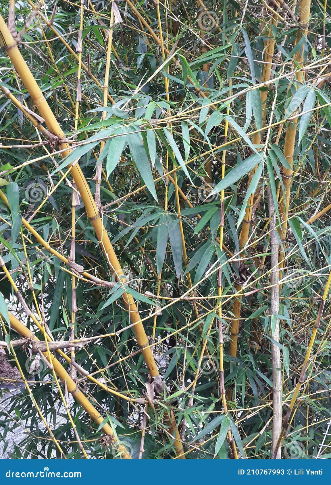 Bamboo Tree with Brown Stems and Lush Green Leaves Stock Image - Image ...