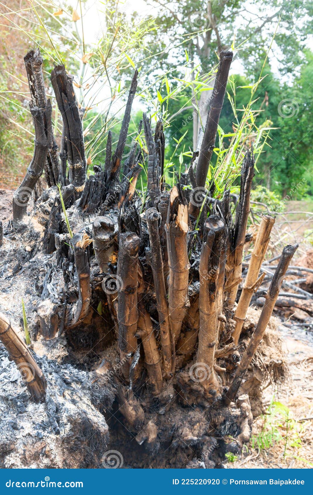 Bamboo Tree Burns, but only the Stump, Stock Photo - Image of texture ...