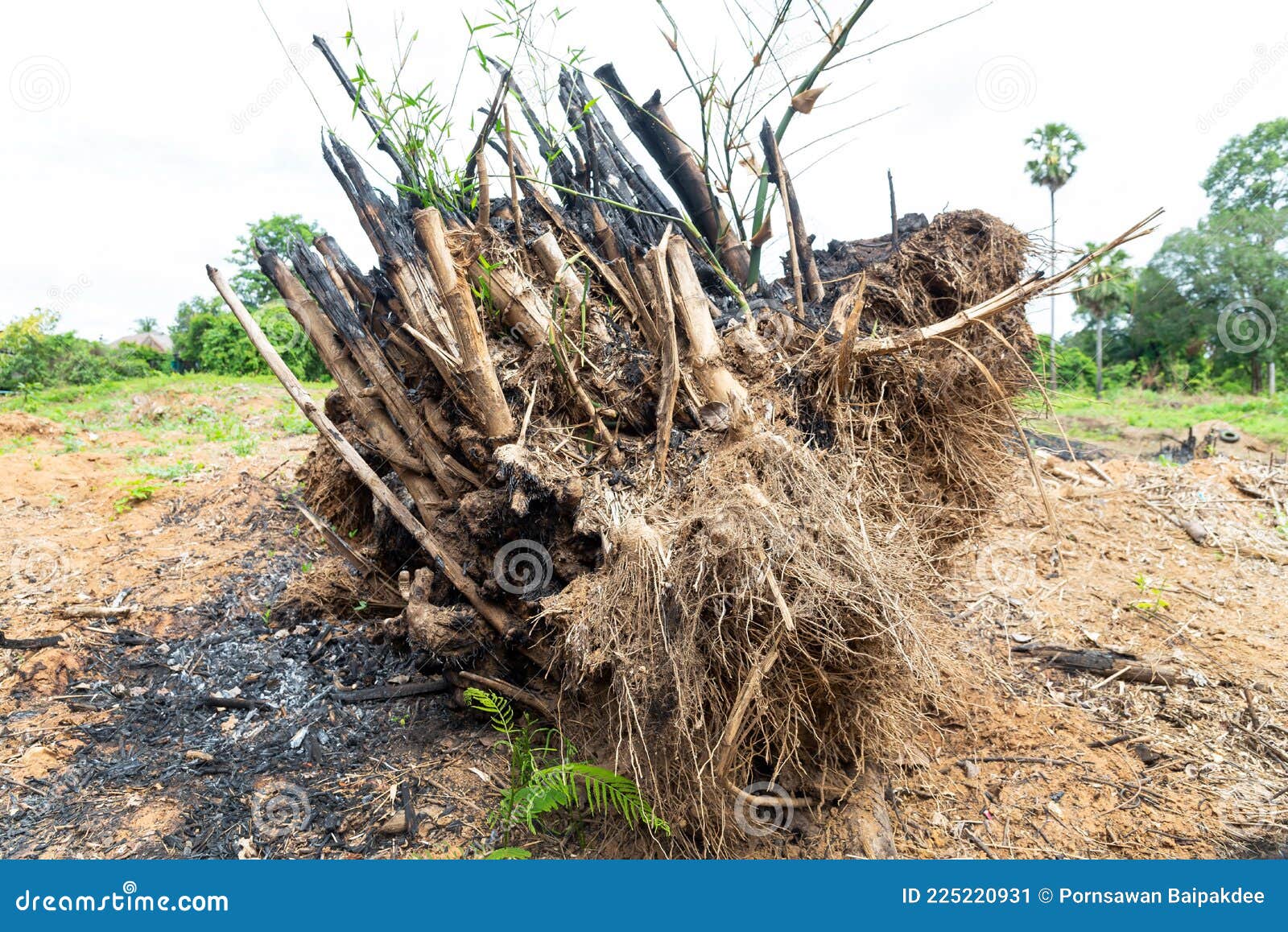 Bamboo Tree Burns, but only the Stump, Stock Image - Image of organic ...