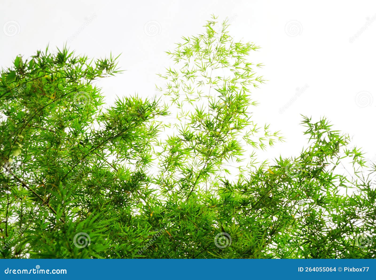 Bamboo Tree Canopy with Blue Sky Stock Photo - Image of landscape ...
