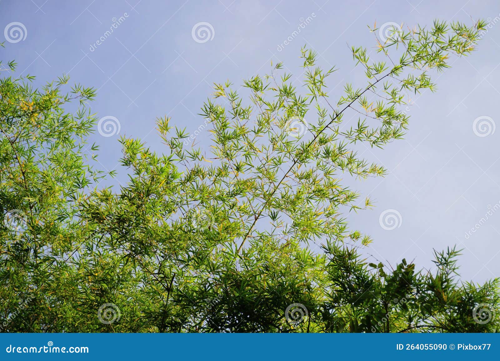 Bamboo Tree Canopy with Sky Background Stock Photo - Image of ...