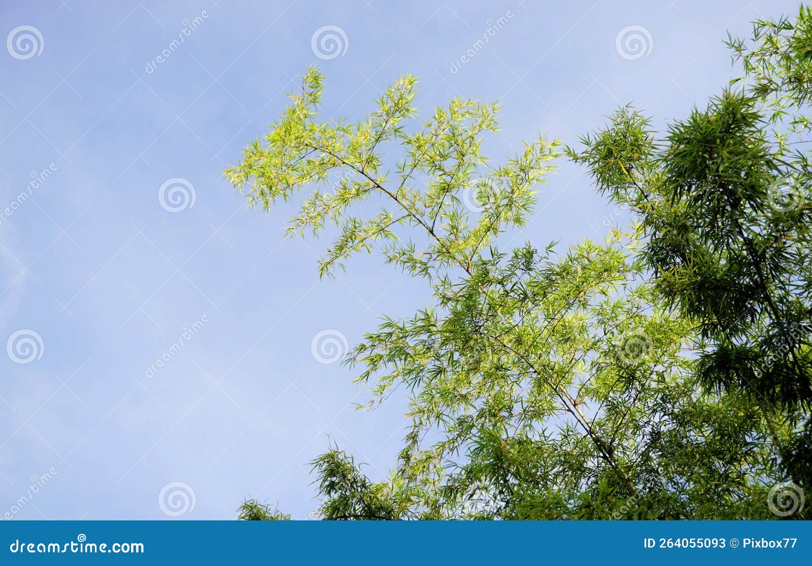 Bamboo Tree Canopy with Sky Background Stock Image - Image of ...