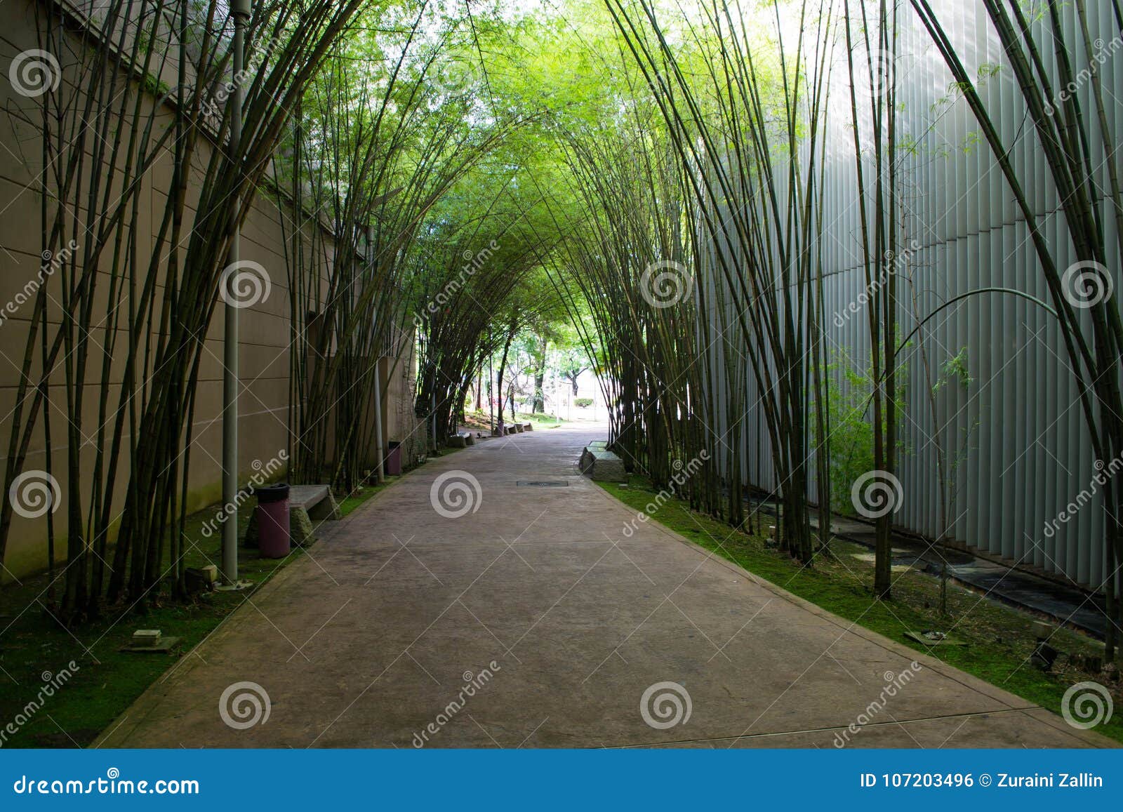 Bamboo tree canopy stock photo. Image of tree, landscape - 107203496
