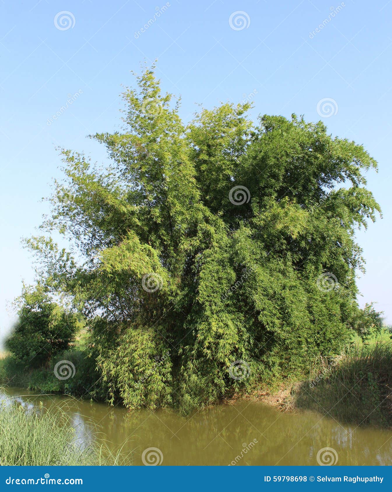 Bamboo Tree Stairs Stock Image | CartoonDealer.com #41778847