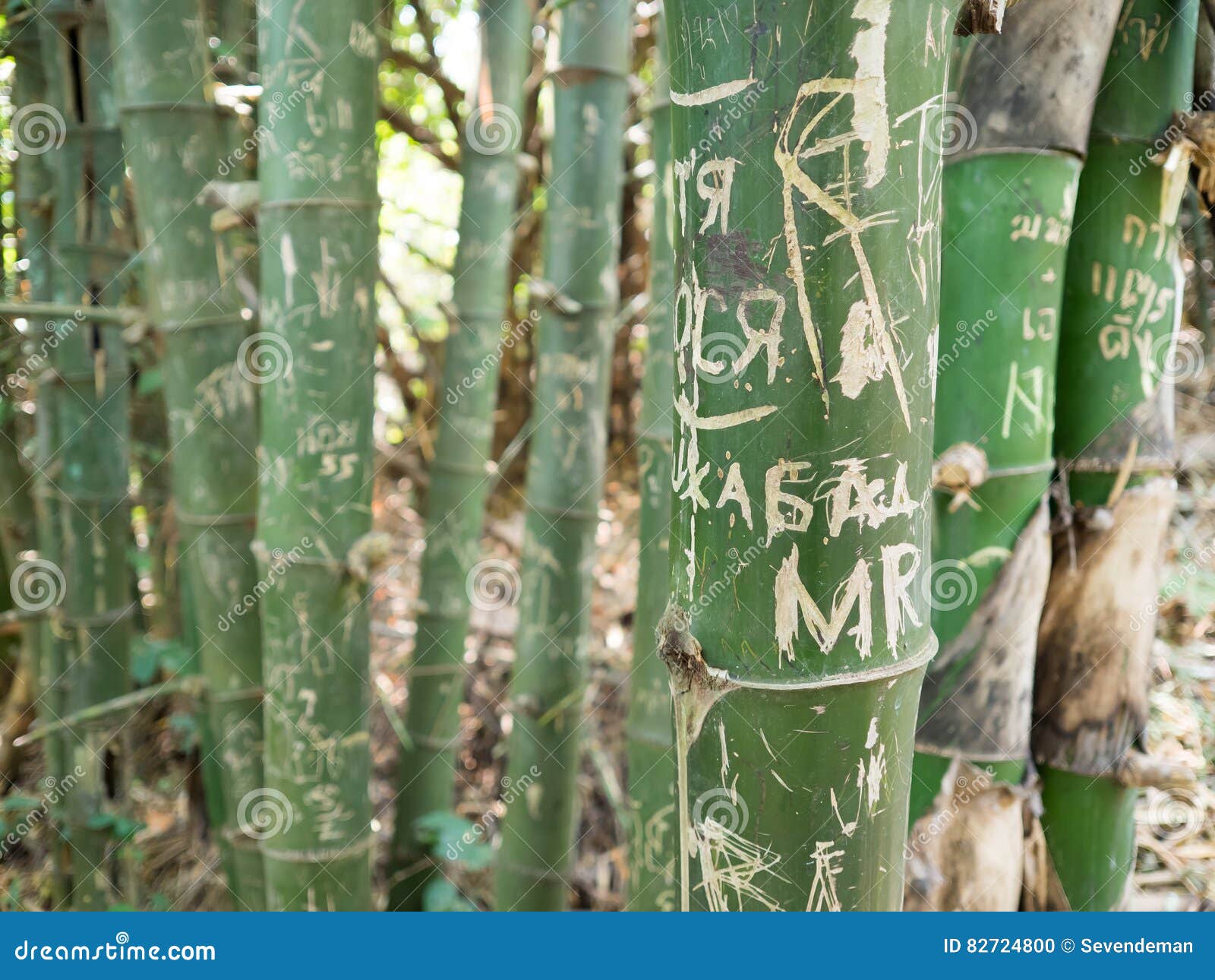 Bamboo Tree with Drawing and Writing. Stock Photo - Image of dirty ...