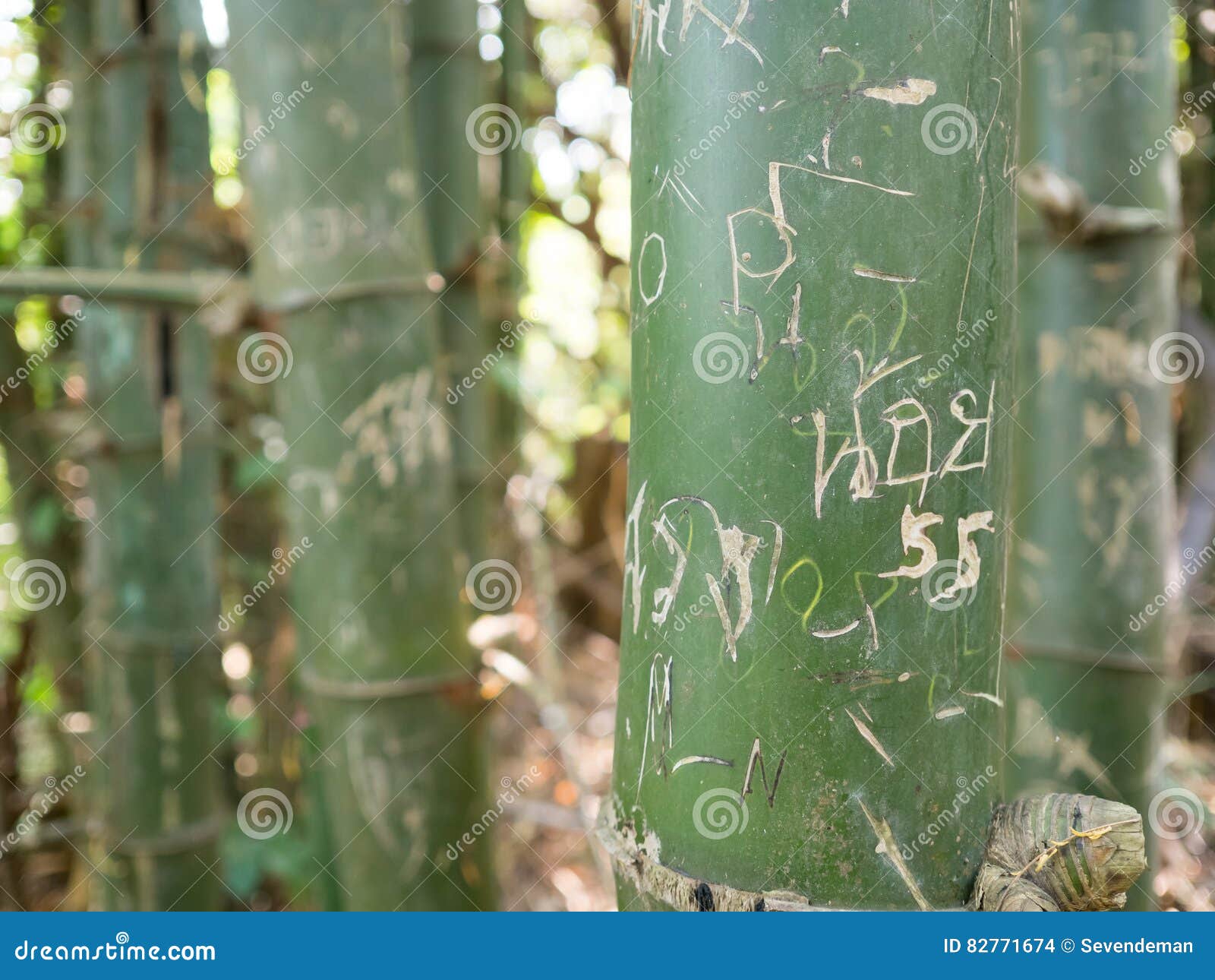 Bamboo Tree with Drawing and Writing. Stock Photo - Image of bamboo ...
