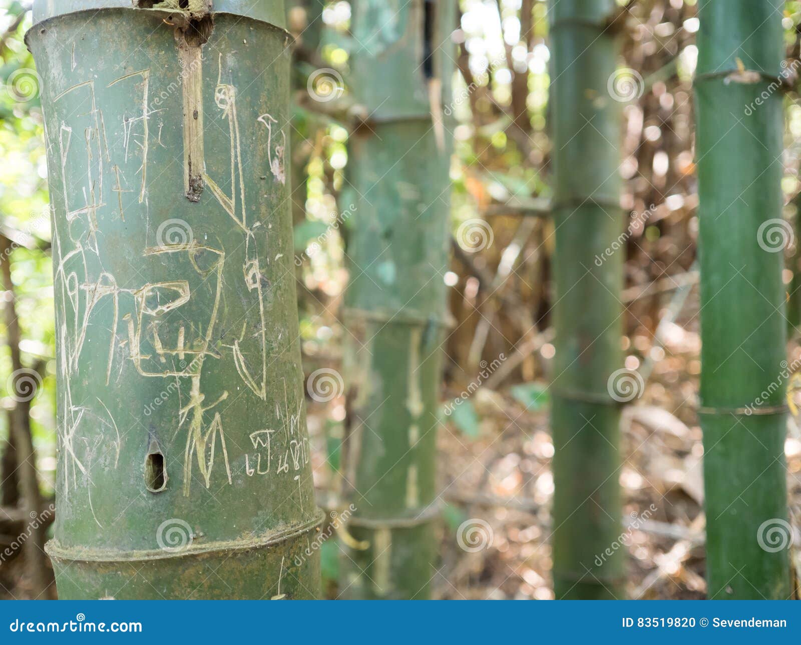 Bamboo Tree with Drawing and Writing. Stock Photo - Image of forrest ...