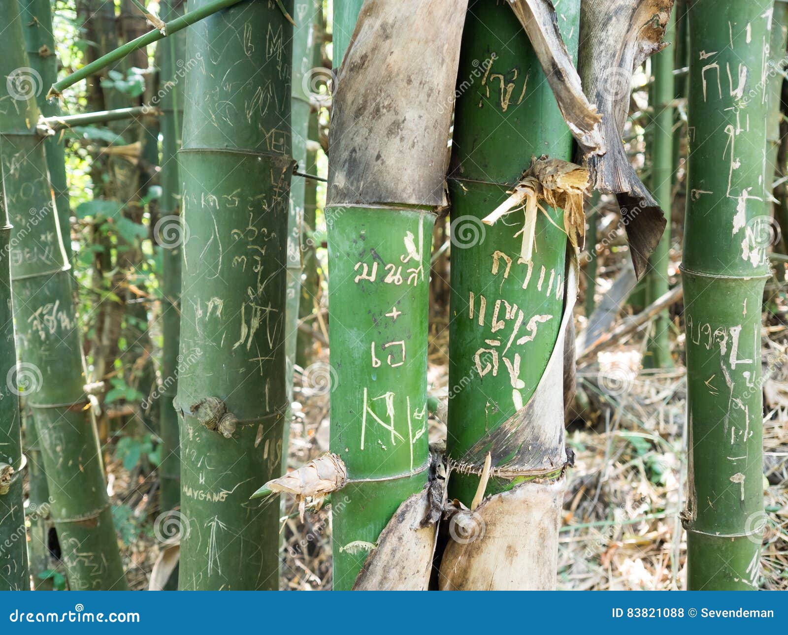 Bamboo Tree with Drawing and Writing. Stock Photo - Image of concept ...