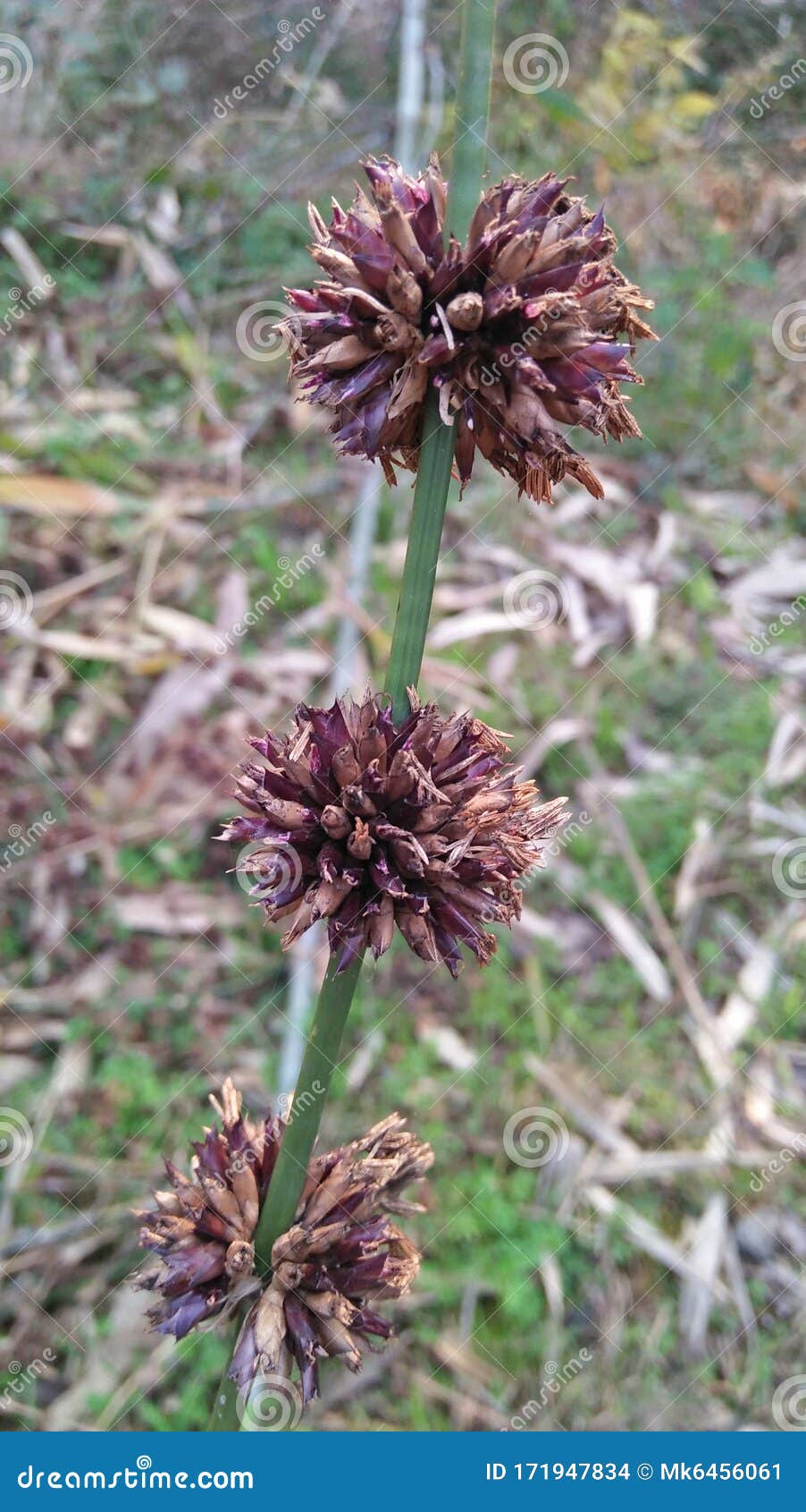 Bamboo Tree Flower Brown Flower Stock Photo - Image of flower, flowers ...
