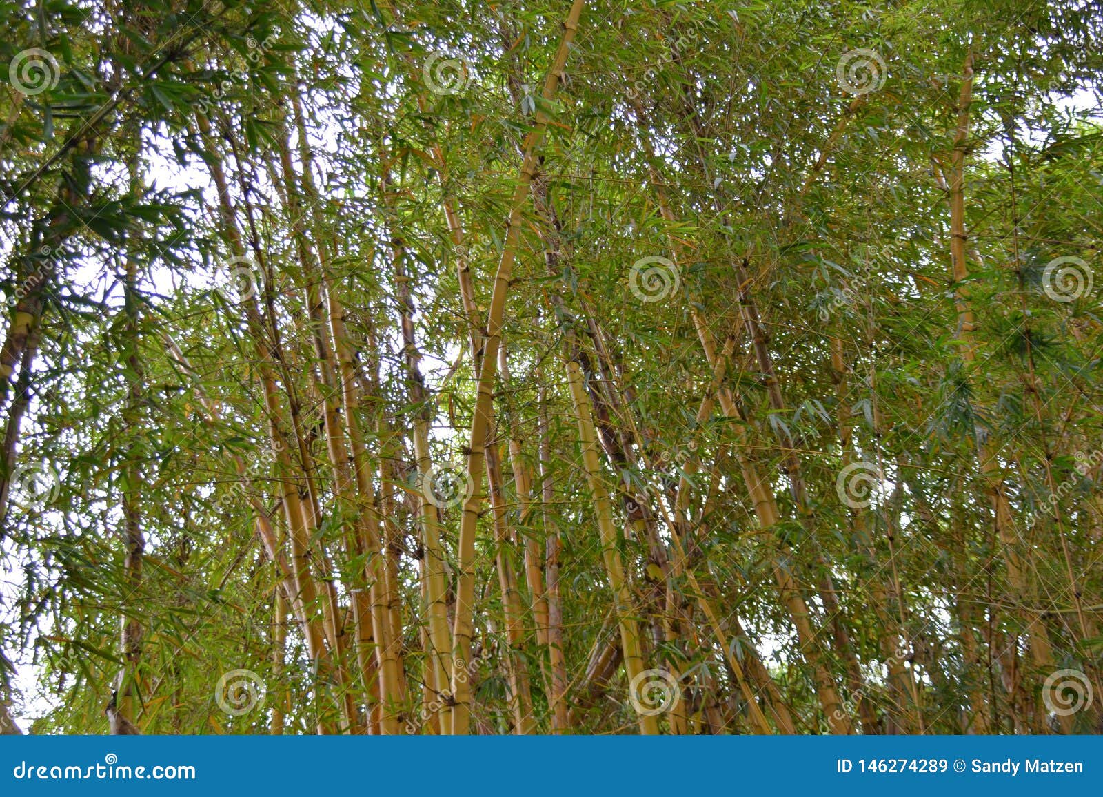 Bamboo trees growing tall stock image. Image of outdoor - 146274289