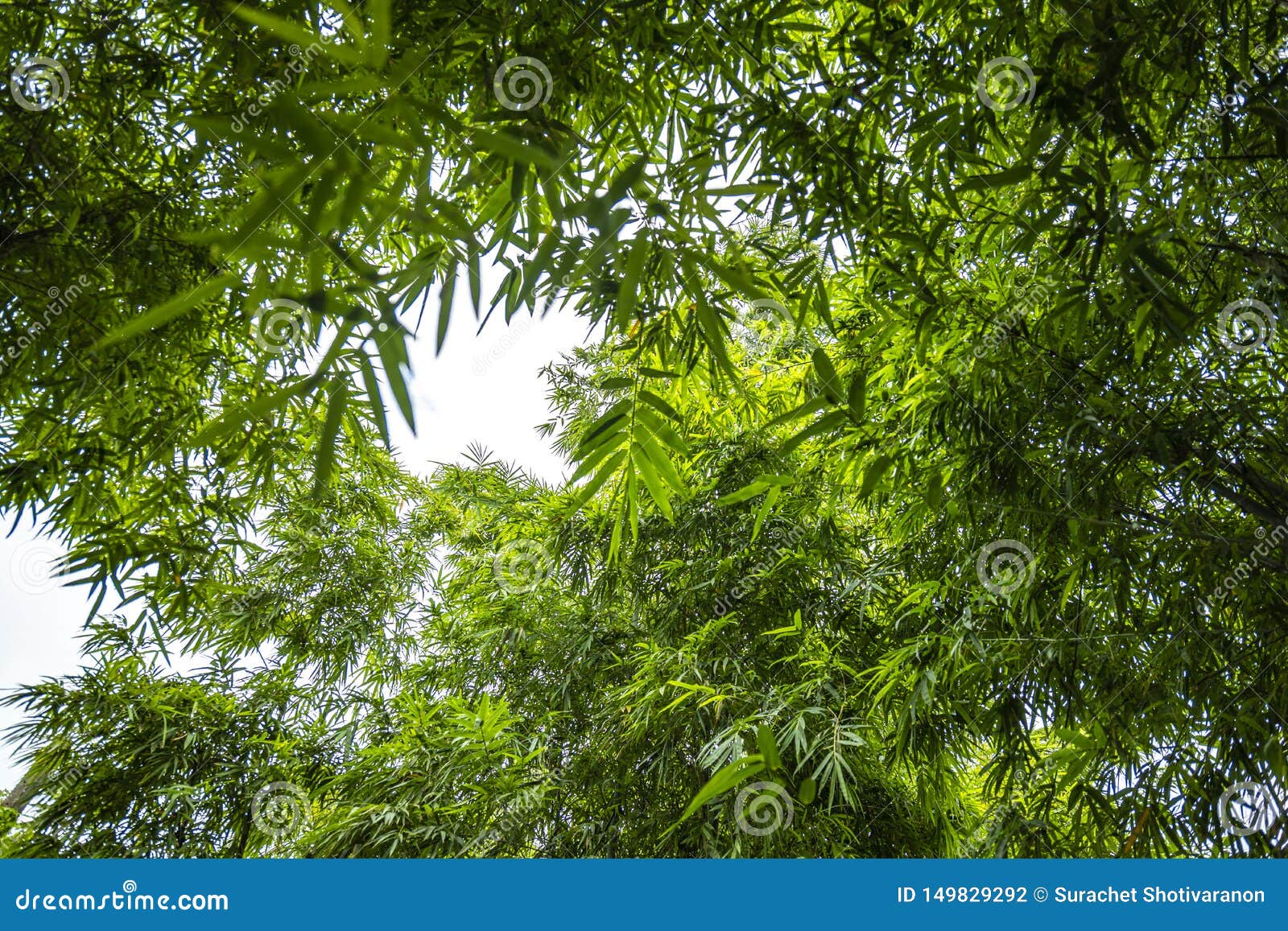 Bottom-angle View Plumeria Obtusa Tree With Cloudy-sky Background ...