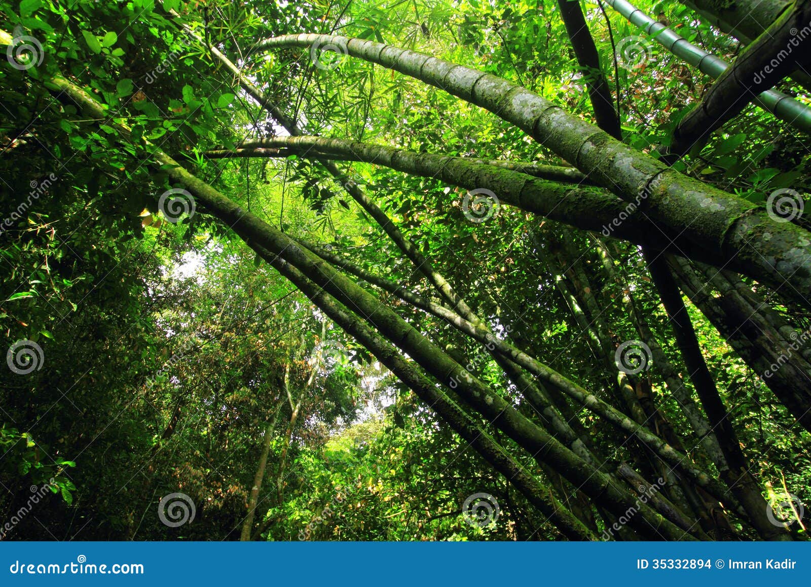 Bamboo tree stock photo. Image of asia, jungle, borneo - 35332894