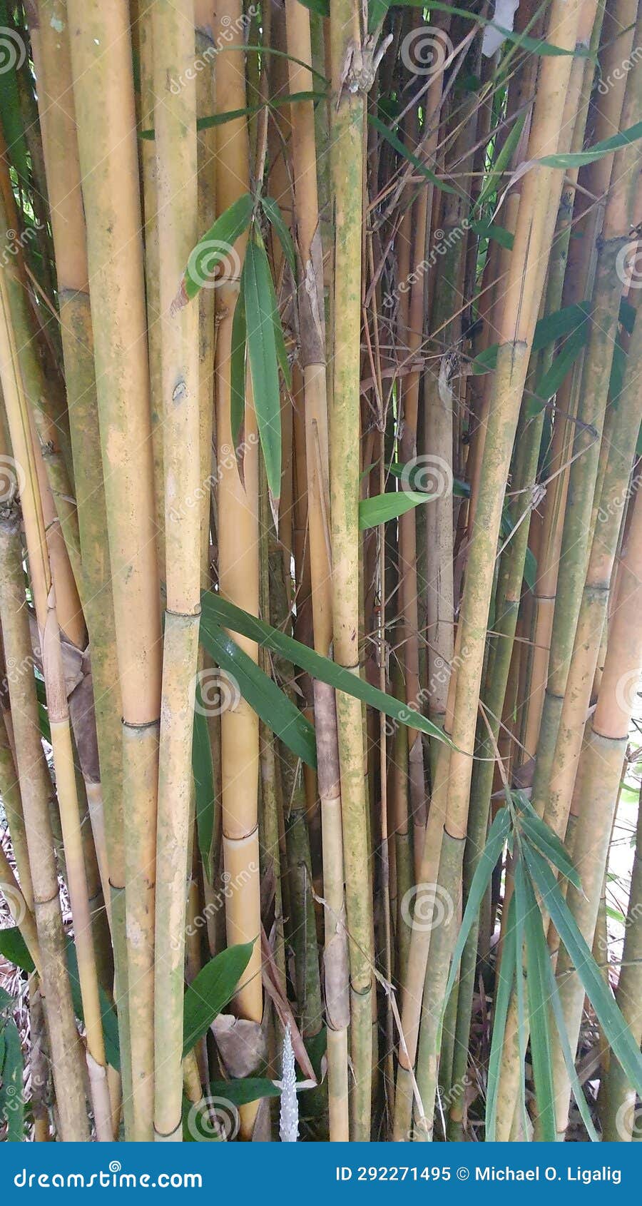 Bamboo Tree Grouped Together and Cultured Stock Image - Image of ...