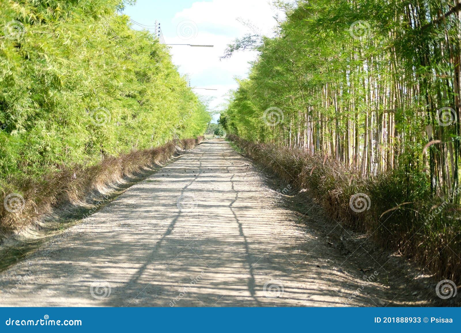 Bamboo Tree Growing Both Side of Road Stock Image - Image of nature ...
