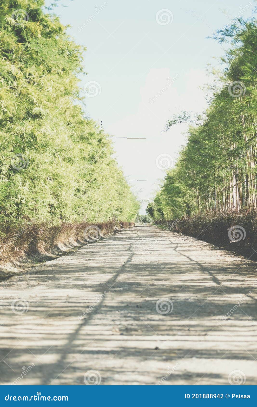 Bamboo Tree Growing Both Side of Road Stock Photo - Image of path ...
