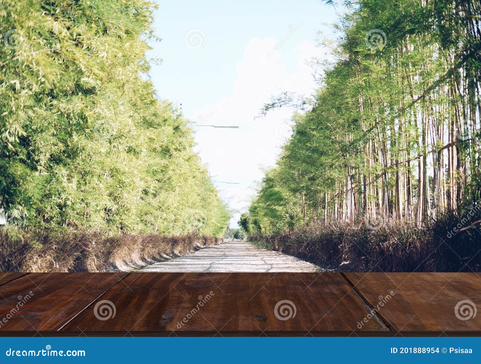 Bamboo Tree Growing Both Side of Road Stock Photo - Image of foliage ...
