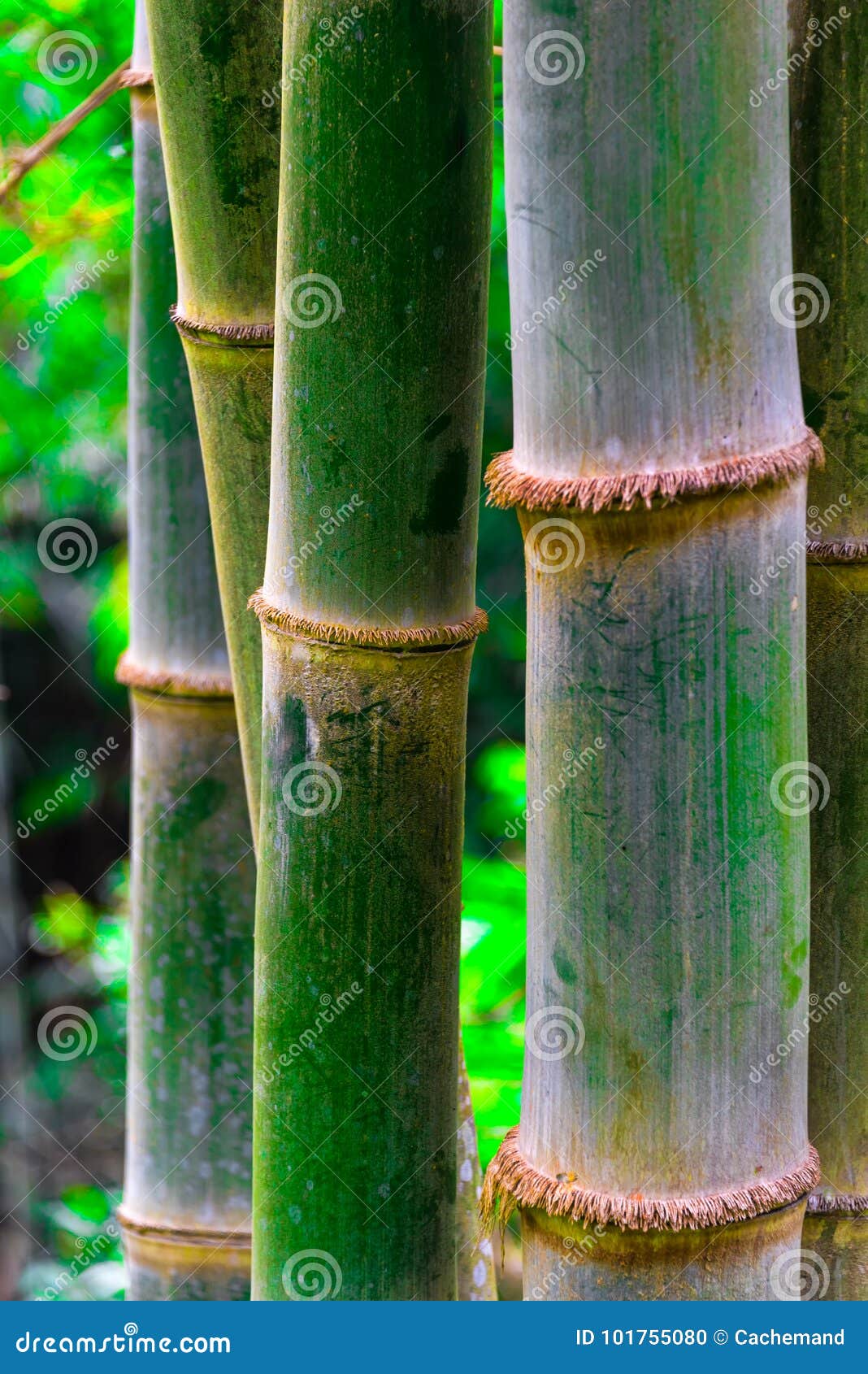 Bamboo tree stock photo. Image of decoration, grass - 101755080