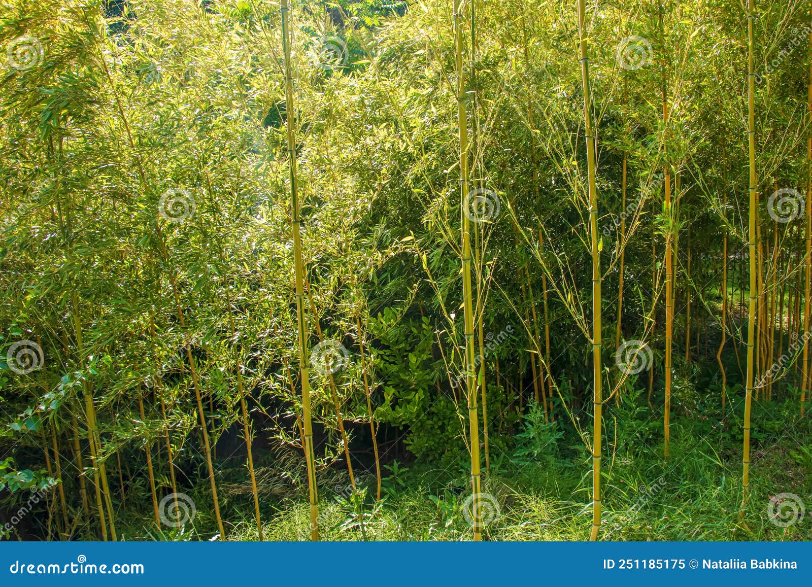Bamboo Tree Landscape In The Rainforest. Background Of Green Trunks And ...