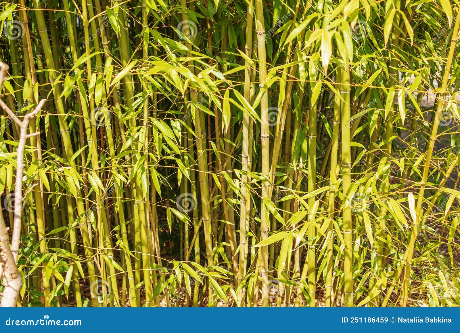 Bamboo Tree Landscape in the Rainforest. Background of Green Trunks and ...