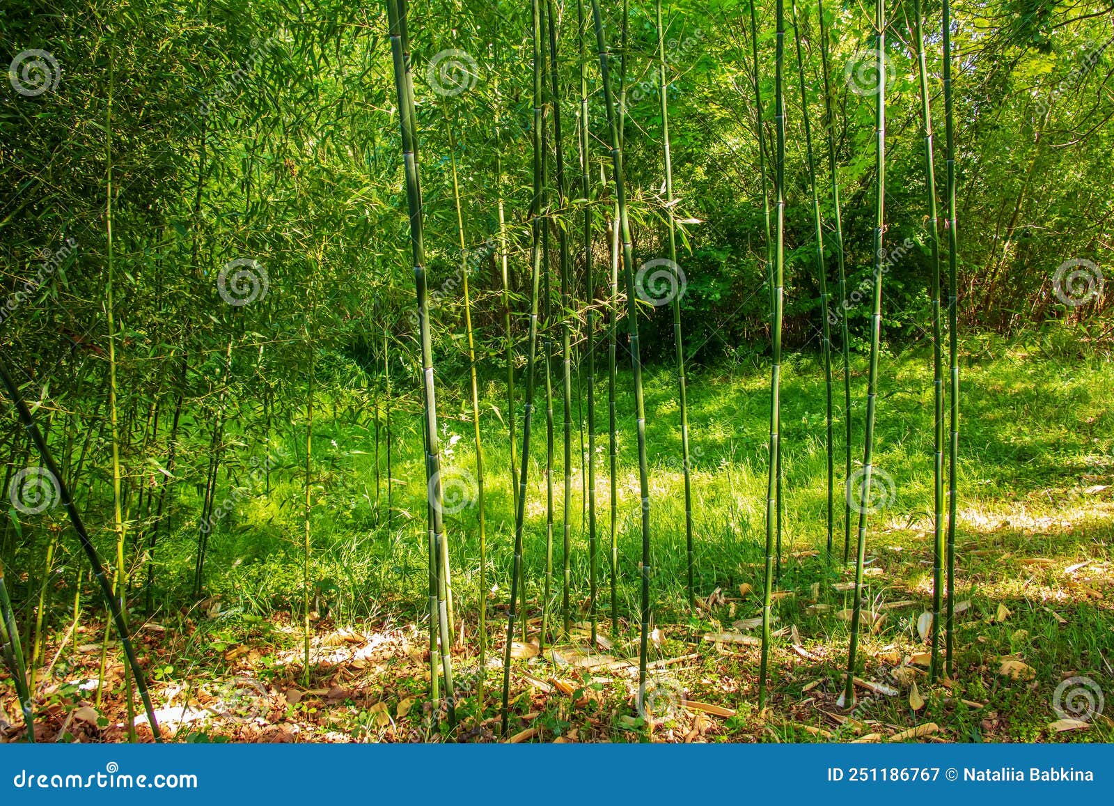 Bamboo Tree Landscape in the Rainforest. Background of Green Trunks and ...