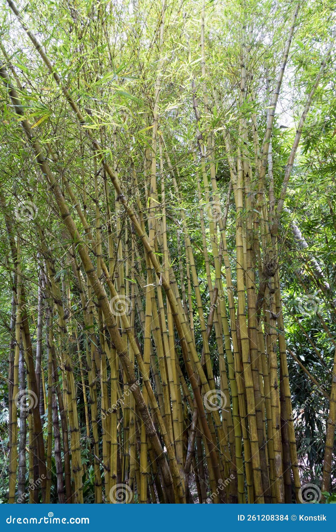 Bamboo Tree Landscape in Rainforest, Malaysia Stock Photo - Image of ...