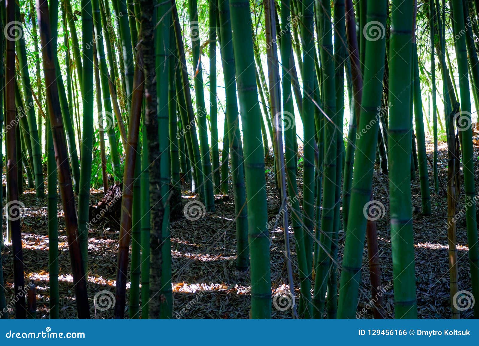 Bamboo Tree Landscape in Tropical Rainforest Stock Photo - Image of ...