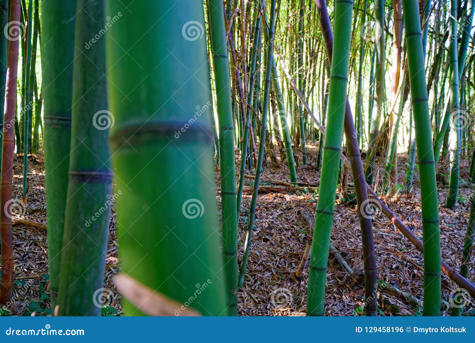 Bamboo Tree Landscape in Tropical Rainforest Stock Photo - Image of ...