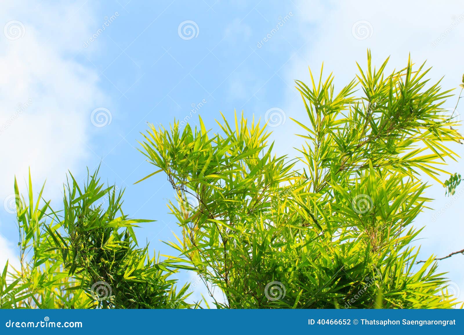 441,868 Blue Sky Leaf Tree Stock Photos - Free & Royalty-Free Stock ...