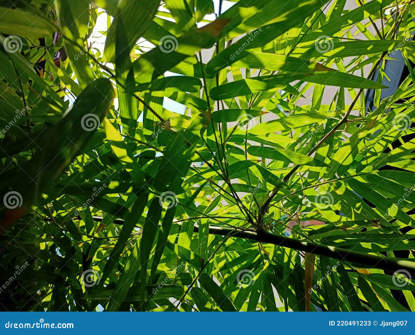 Bamboo Tree Leaf Greenery Garden Stock Image - Image of produce ...