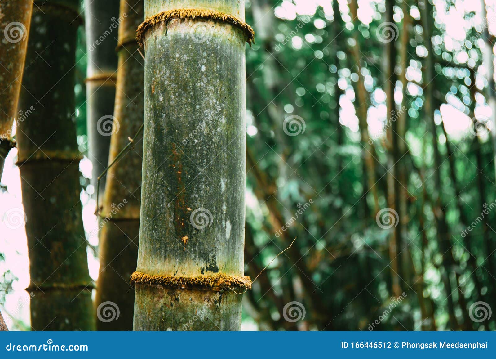 Bamboo Tree Leaf in the Real Forest. when Looking Up Stock Photo ...