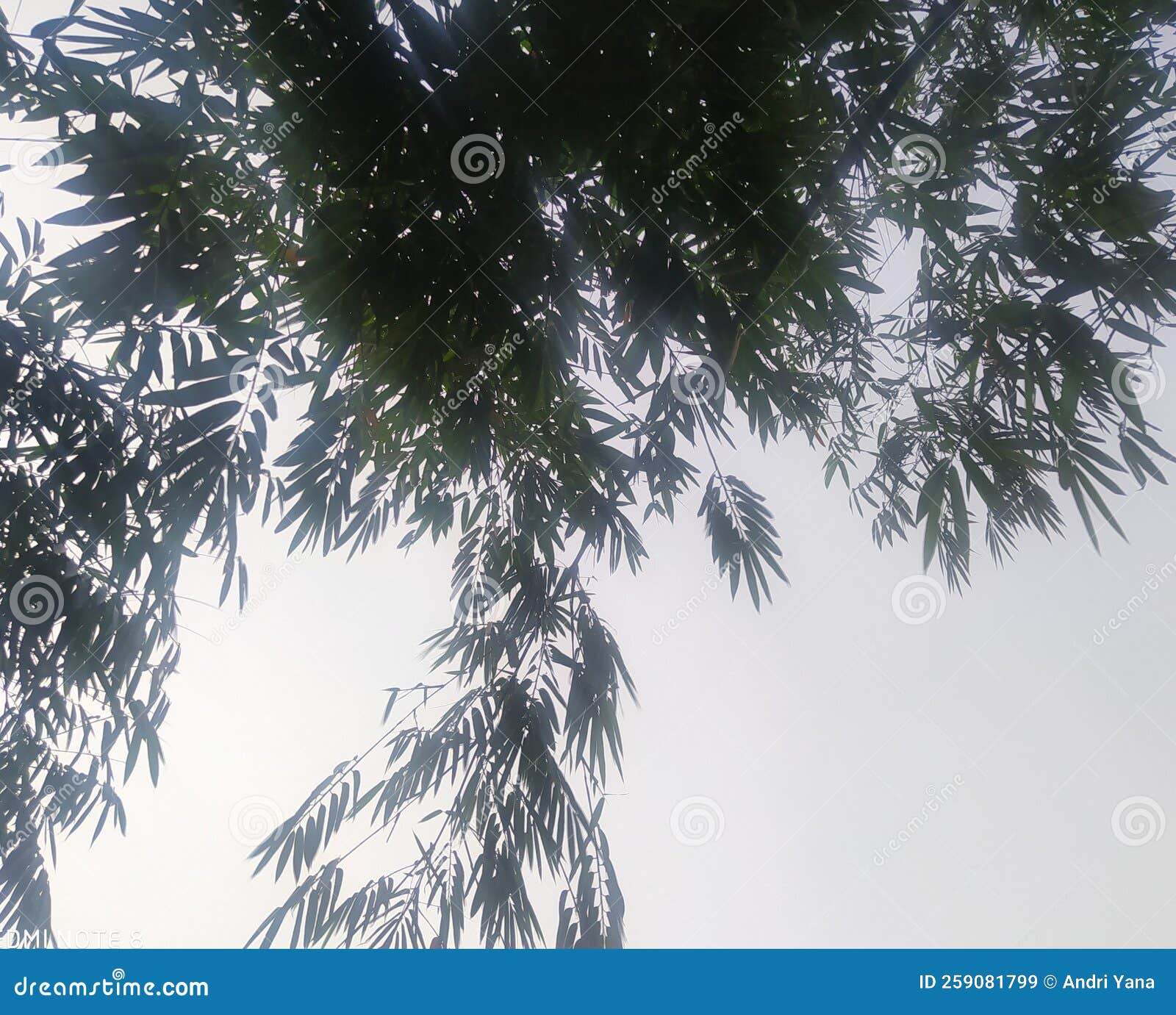 Bamboo Tree Leaves, 10-15 Meter Trees, Long Small Leaves Stock Image ...