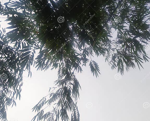 Bamboo Tree Leaves, 10-15 Meter Trees, Long Small Leaves Stock Image ...