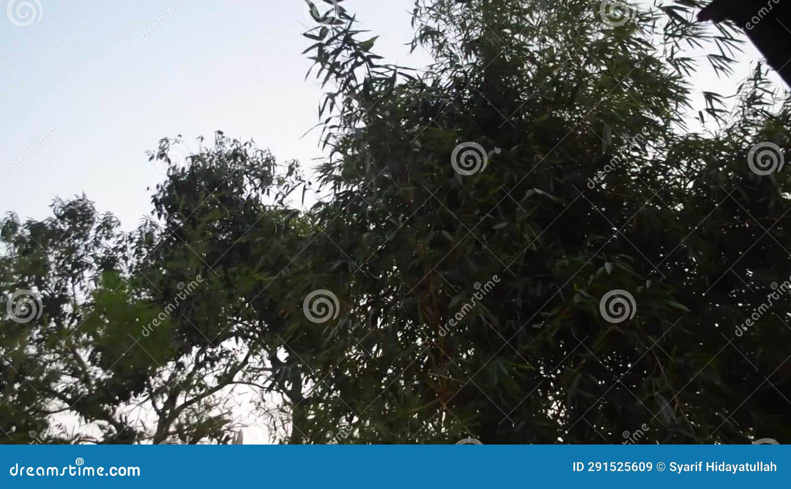 Bamboo Tree Leaves and Tranches Stock Video - Video of green, growth ...